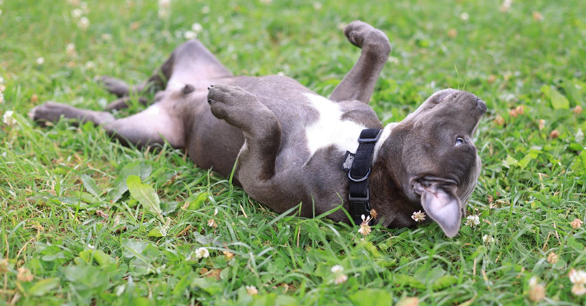 Discover The 10 Best Large Dog Breeds Perfect For Families With Kids ...